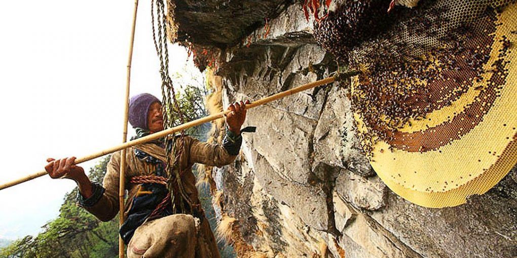 Where Can You Find Nepal s Mad Honey Fruitful Kitchen