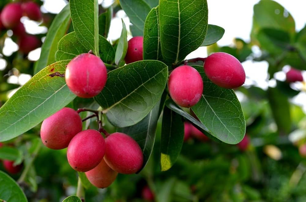 The Exotic Karonda Fruit: Discover The Wonders Of Carissa Carandas ...